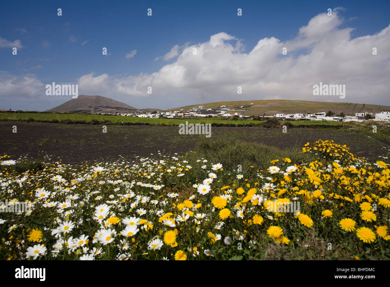 Flower meadow in Spring, Caldera Colorada, extinct volcano, La Florida ...