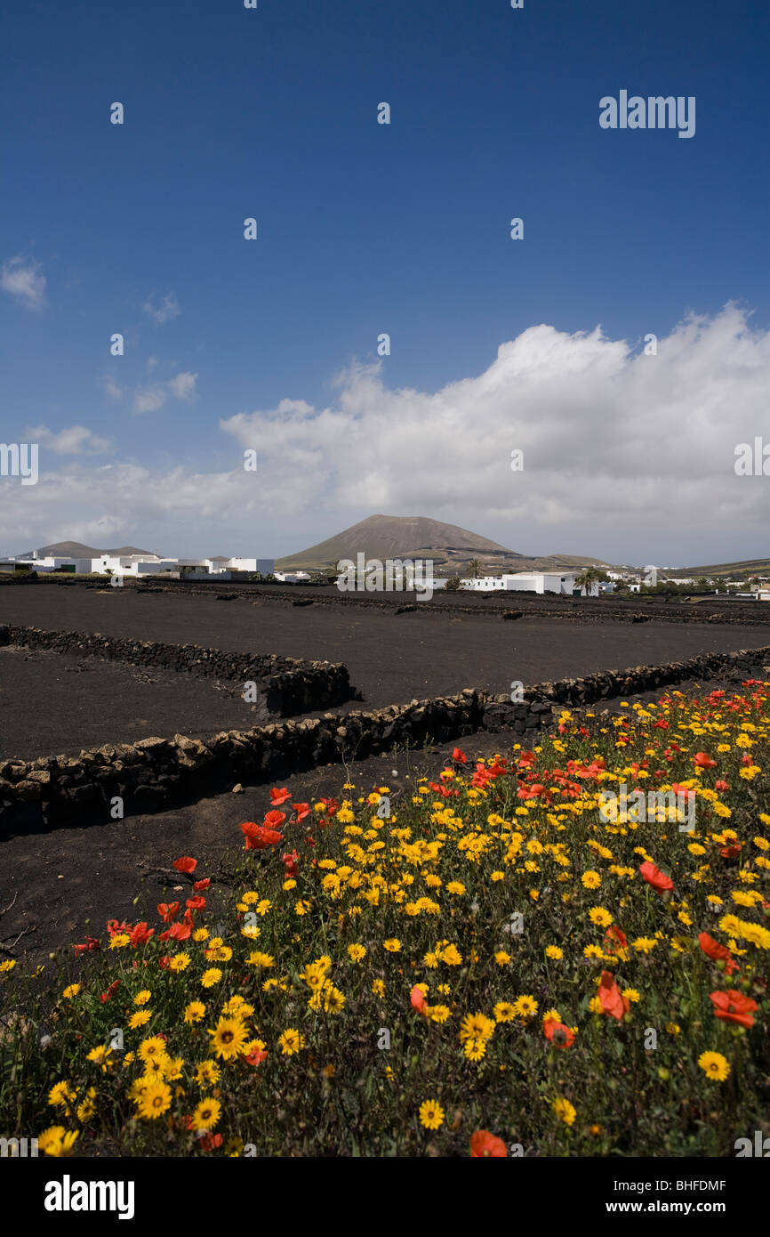 lapilli fields, agriculture, flower meadow, poppies, spring, Caldera ...