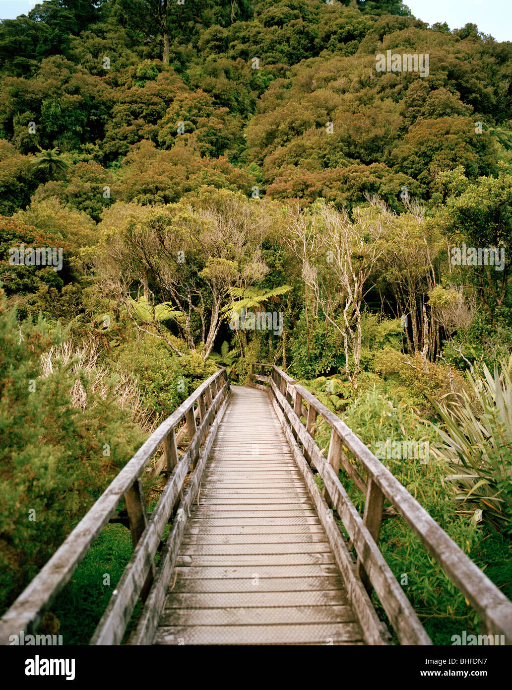 Wooden pier and forest at Jackson Bay, West coast, South Island, New ...