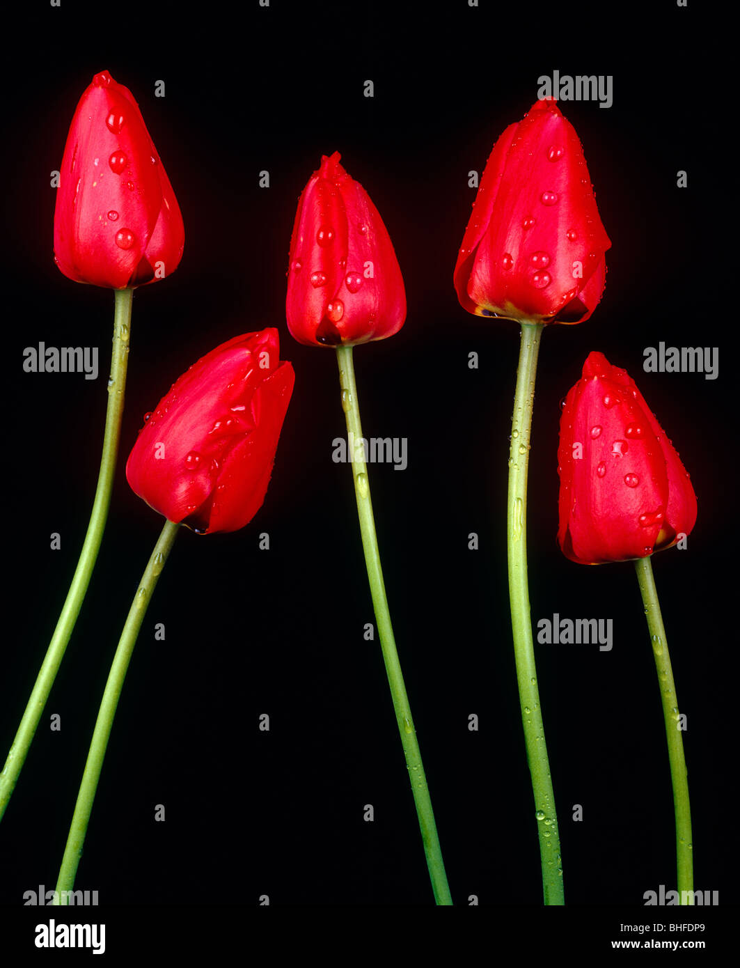 5 red petals hi-res stock photography and images - Alamy