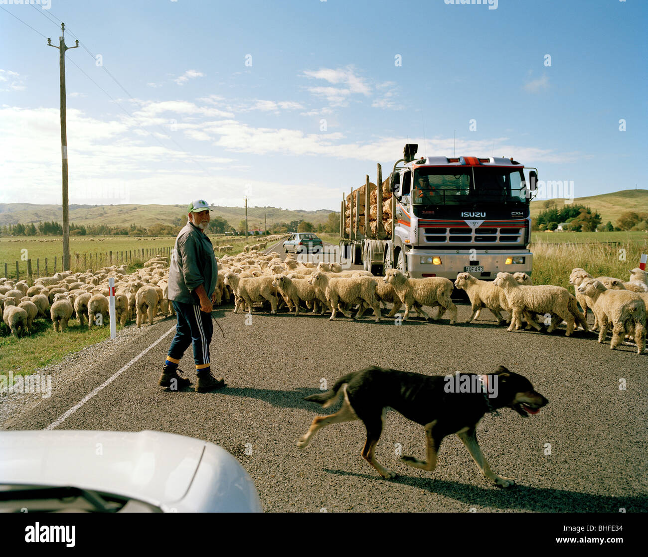 Flock of sheep and shepherd crossing highway 35, East coast, North ...