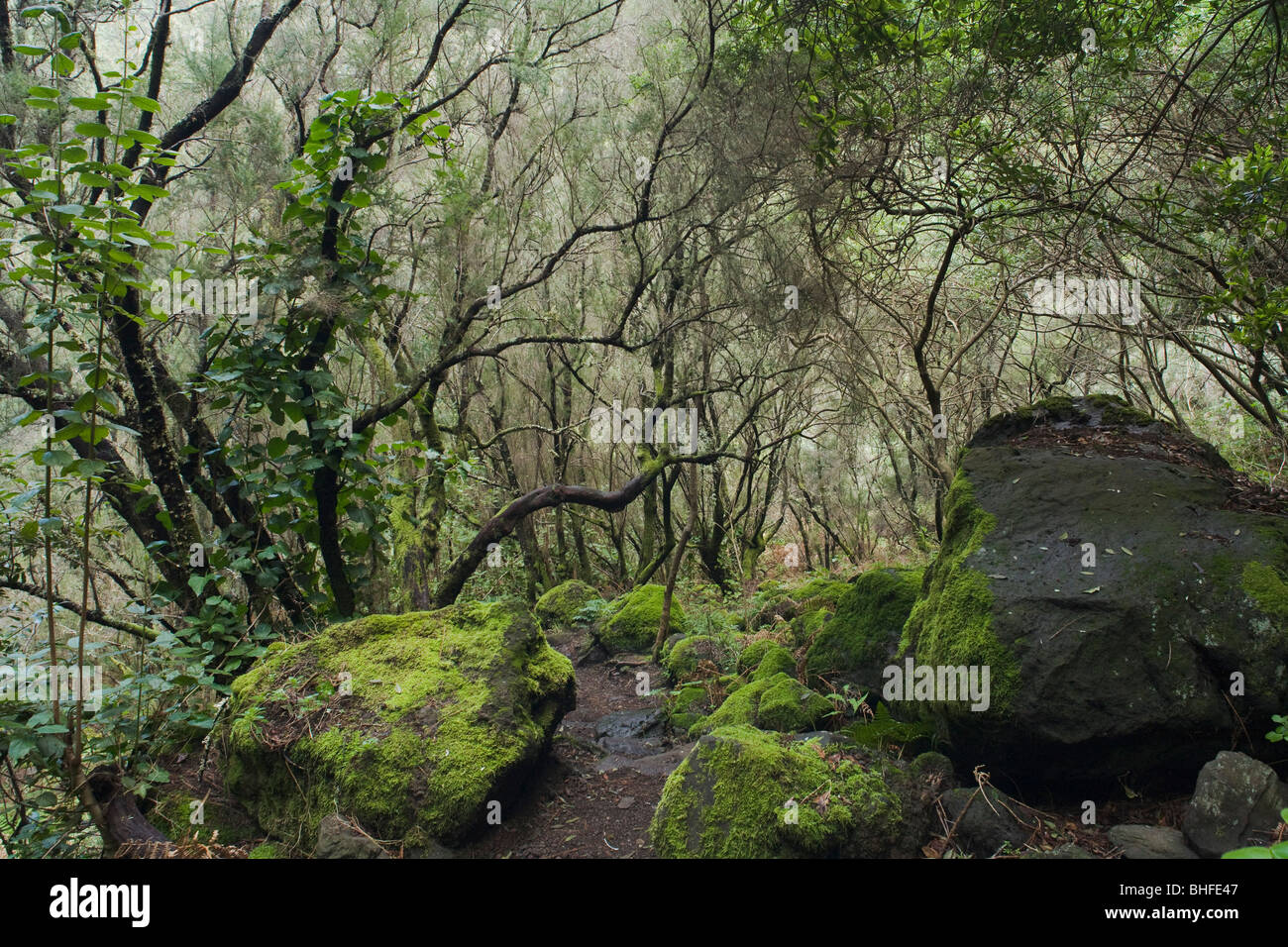 Path, trail through the humid subtropical laurel forest, Laurisilva ...