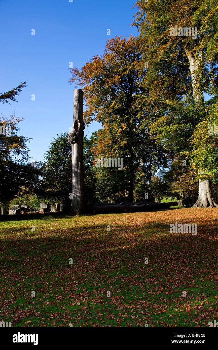 Dead tree in wood autumn Stock Photo - Alamy