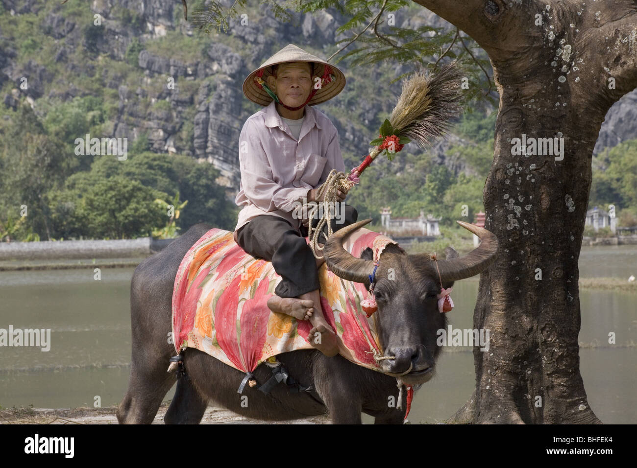 Farmer riding an ox at the Ninh Binh Province, Vietnam, Asia Stock ...