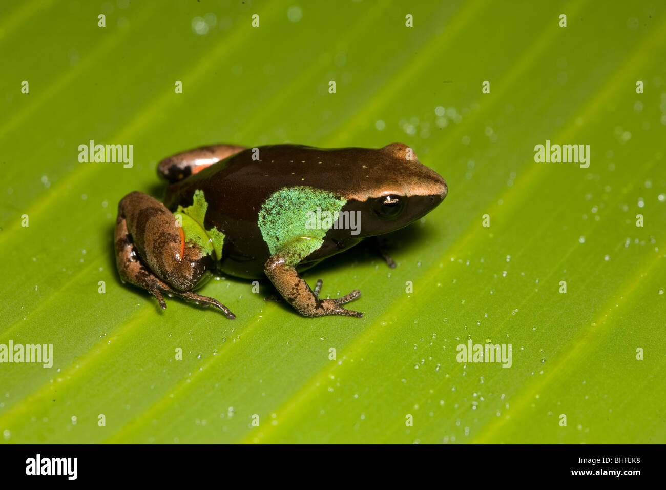 Painted Mantella, Mantella pulchra, Madagascar Stock Photo - Alamy