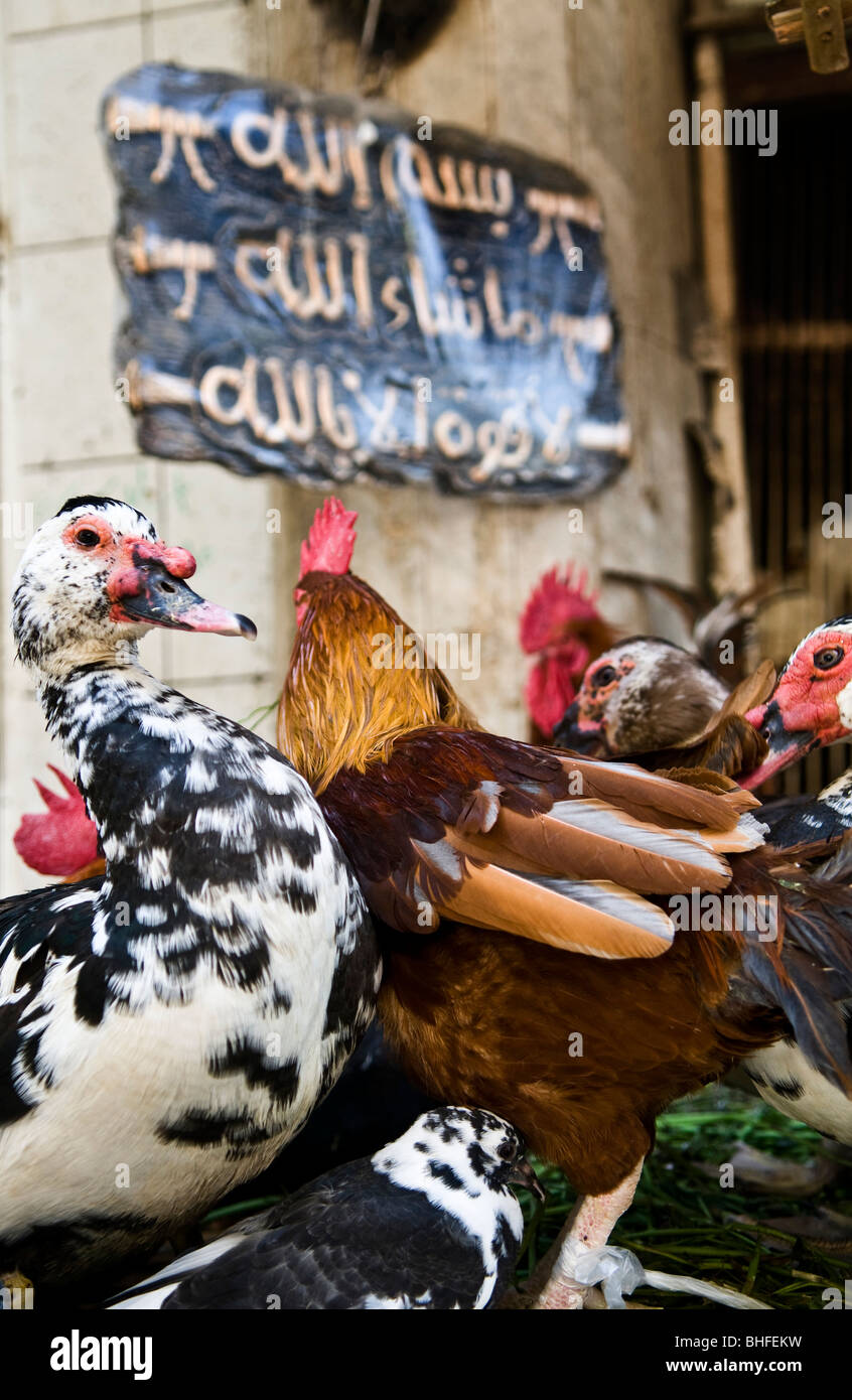 fresh chickens sold in the vibrant Cairo markets Stock Photo - Alamy