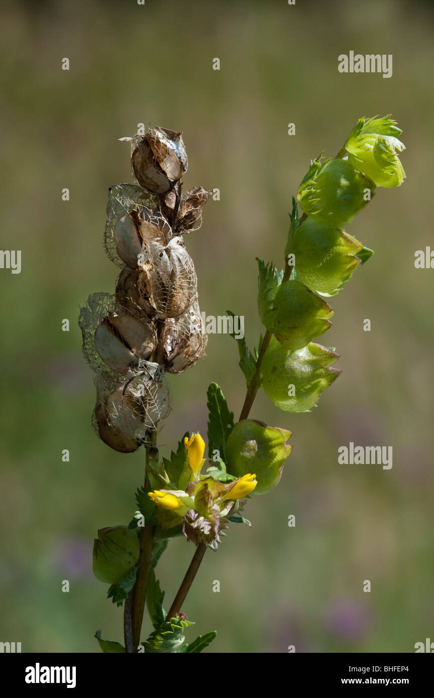 Yellow Rattle (Rhinanthus minor), three stages - flower plus seed heads ...