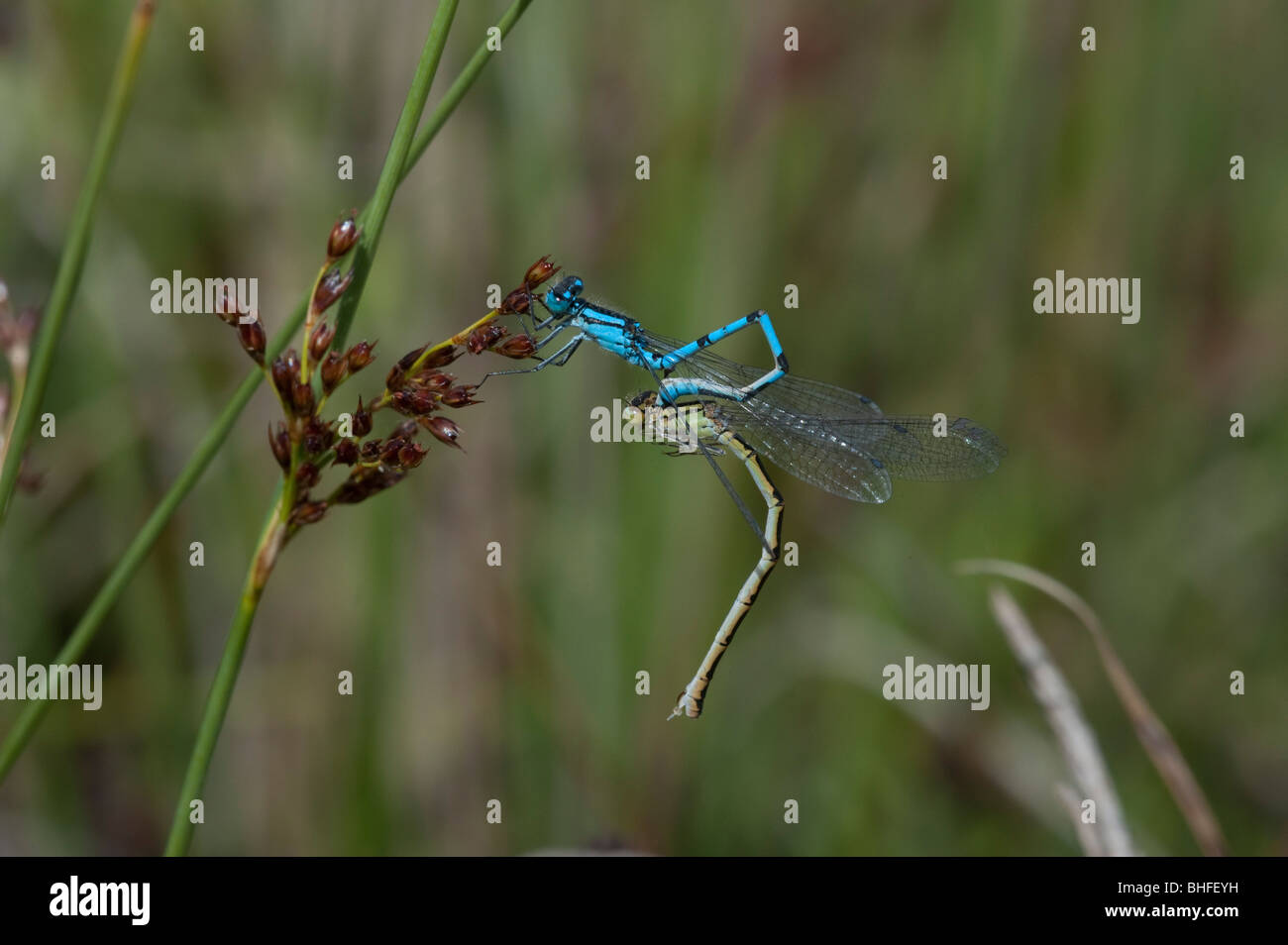 Common Blue damselfly (Enallagma cyanthigerum), mating pair Stock Photo ...