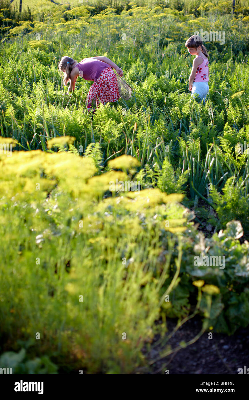 Vegetable patch hi-res stock photography and images - Alamy