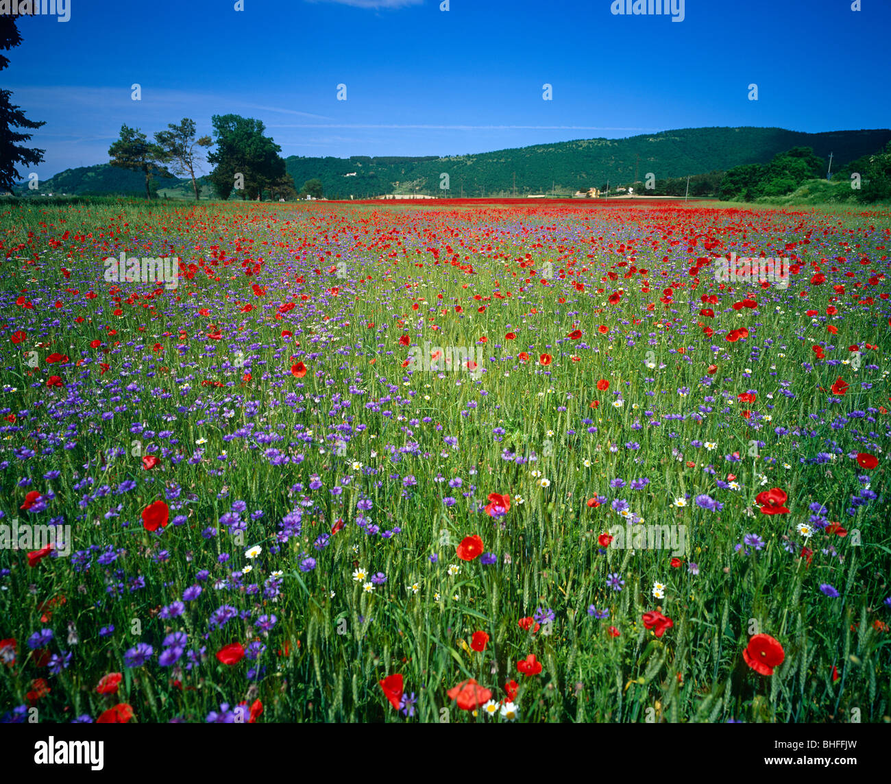 Poppy fields, Umbria, Italy Stock Photo - Alamy