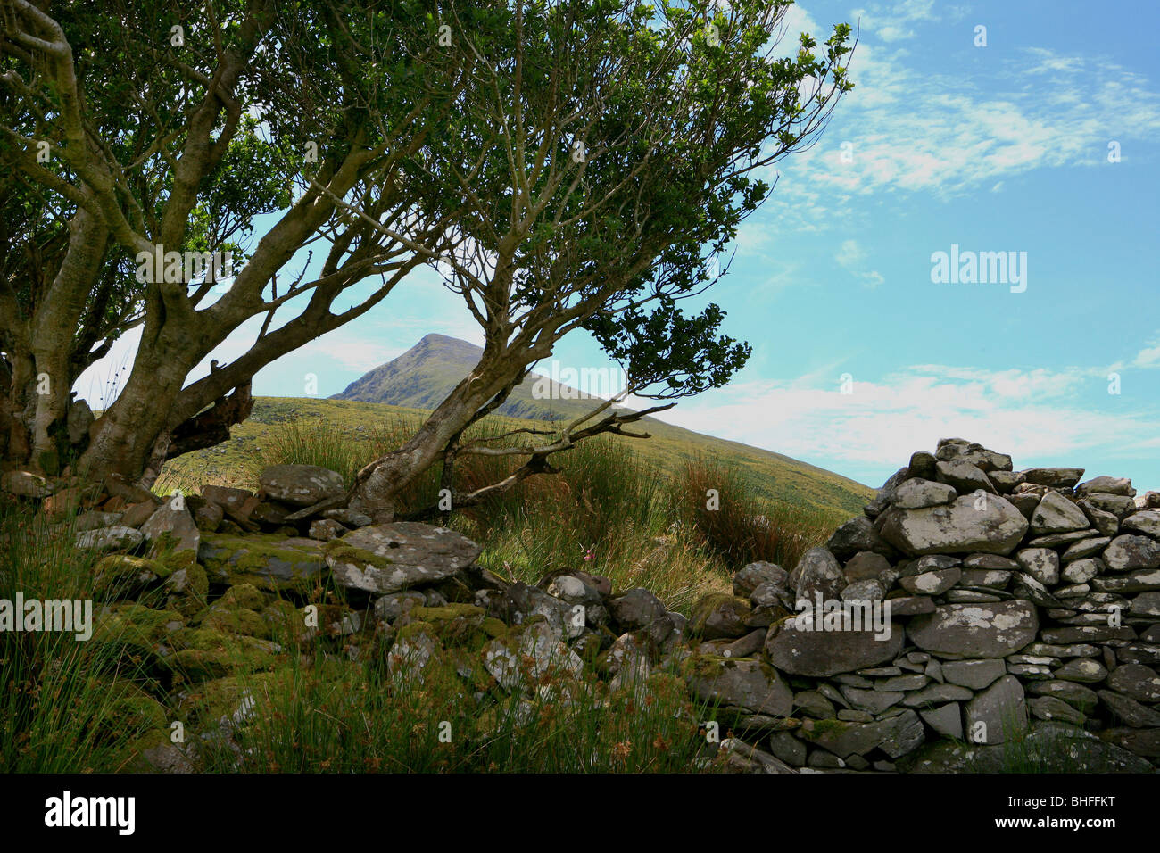 Traditional stone wall under a tree, Kerry Mountains, Dingle Peninsula ...
