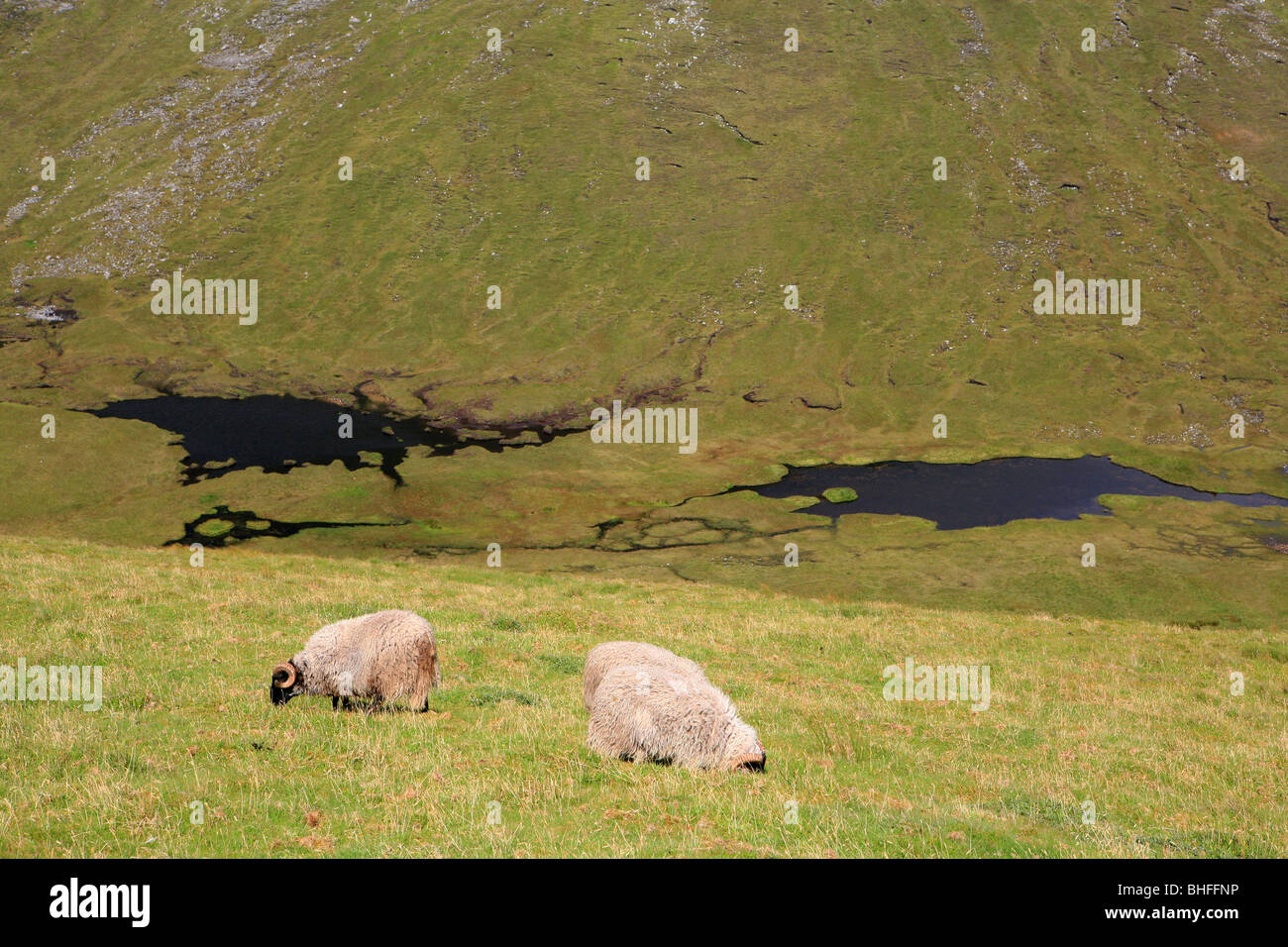 Sheep out at feed on Achill Head, Achill Island, County Mayo, west ...