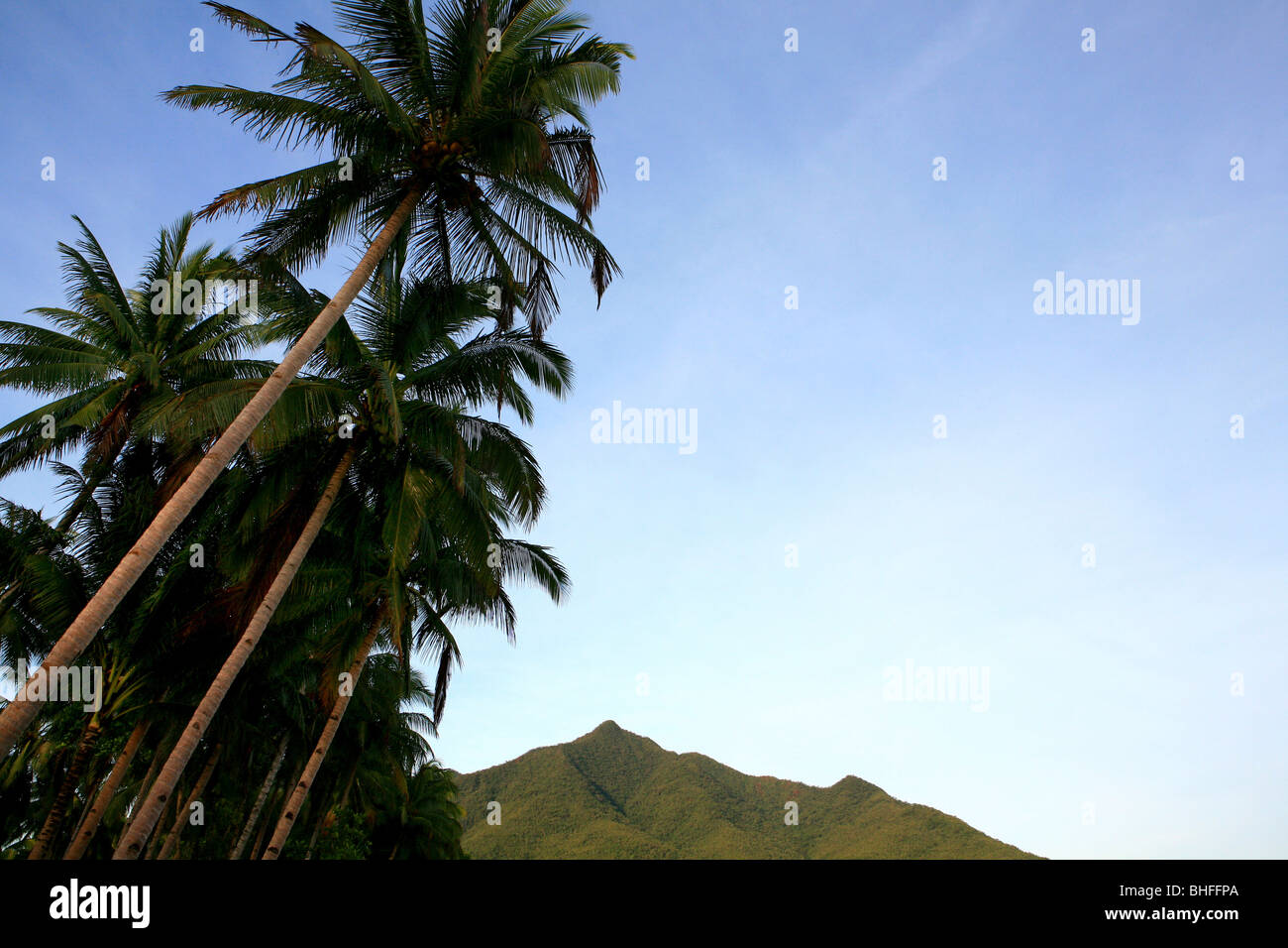 Low angle view at coconut palm trees on the beach, Sabang, Palawan ...
