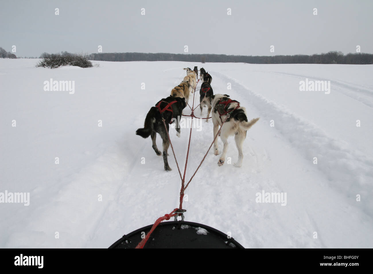 Dogs pulling a sled hi-res stock photography and images - Alamy