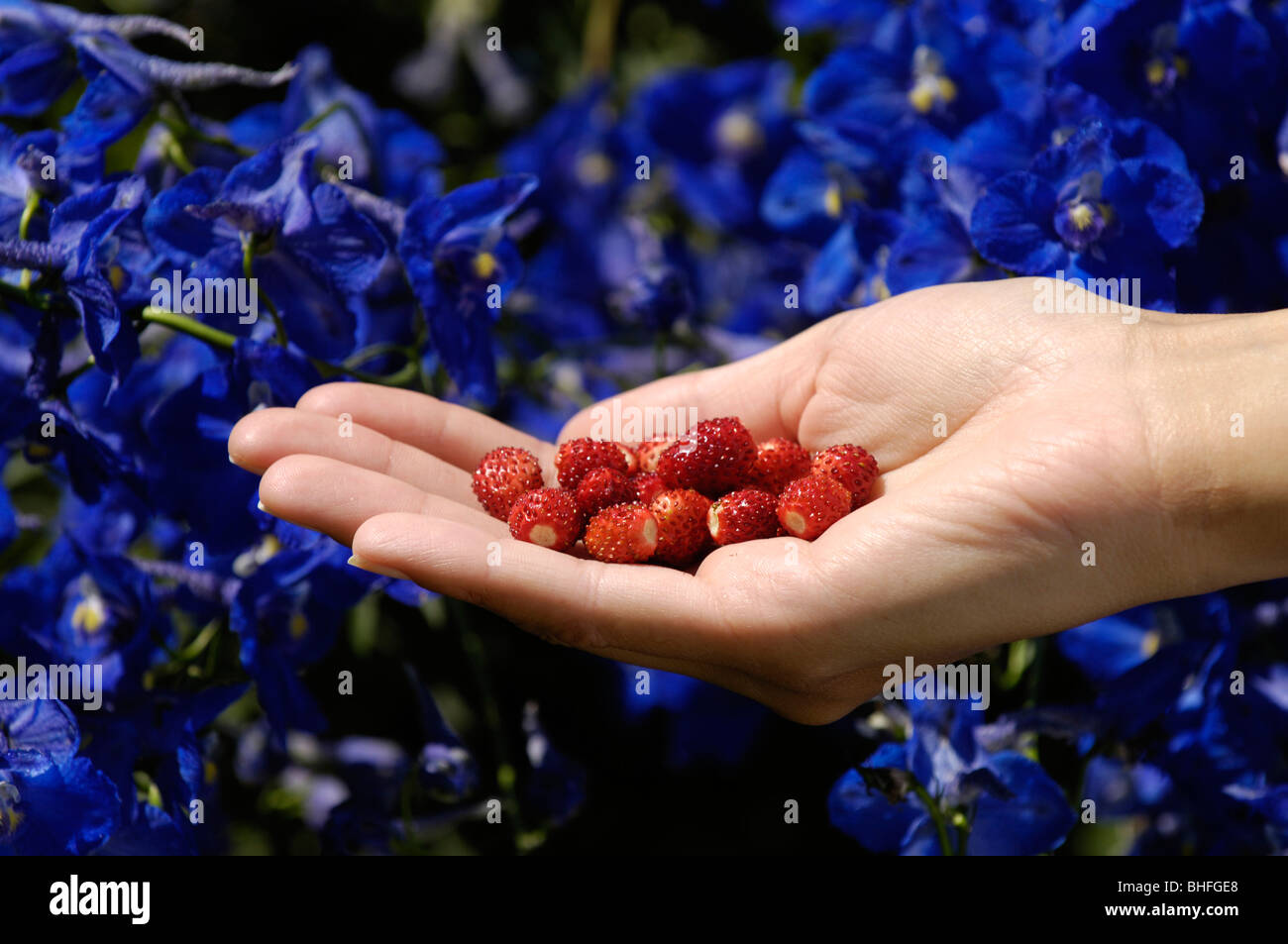 Hand holding woodland strawberries, wild strawberry, Fruit, Summer ...