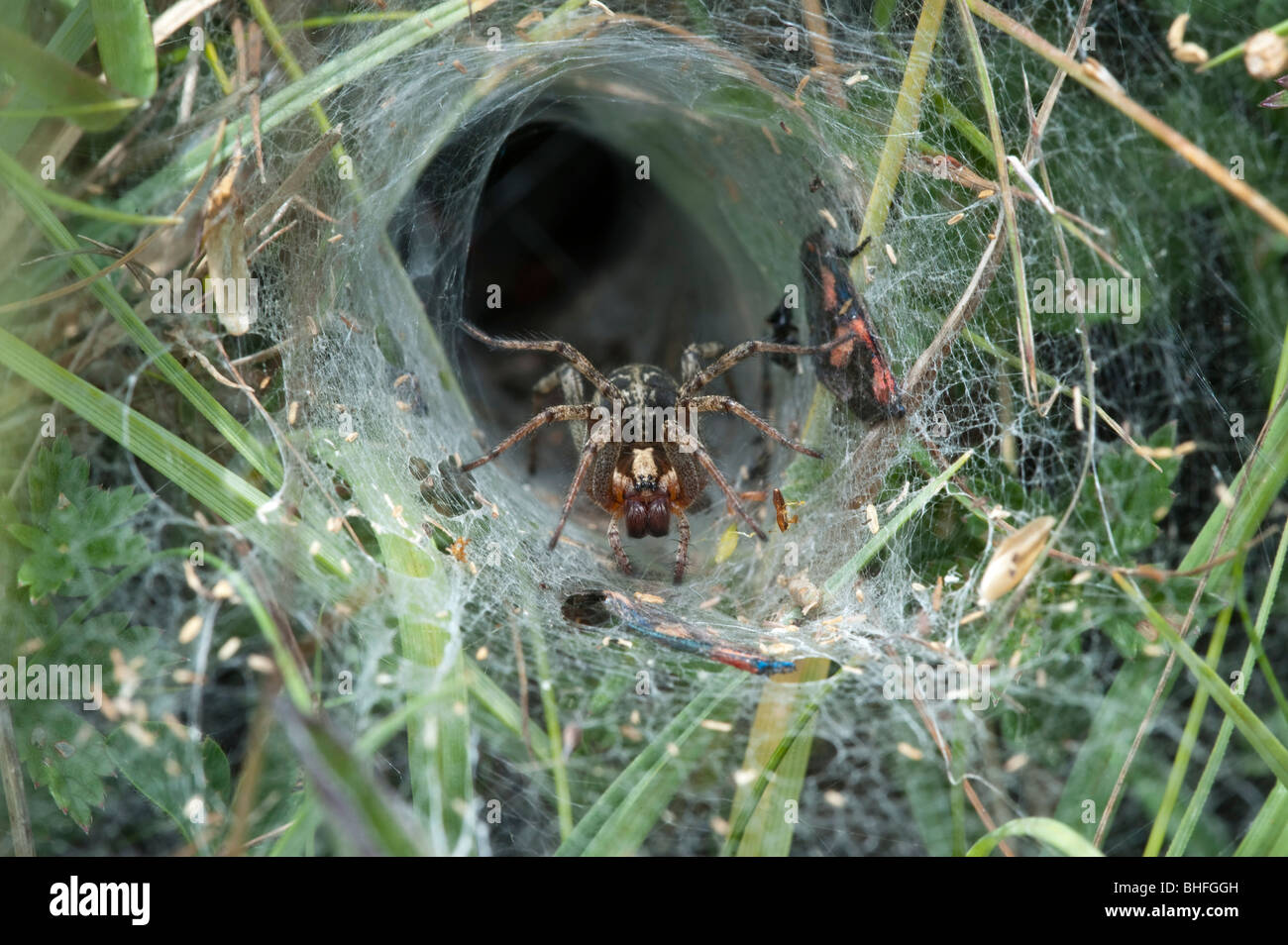 Sheet Web Spider (Agelena labyrinthica), in web Stock Photo - Alamy