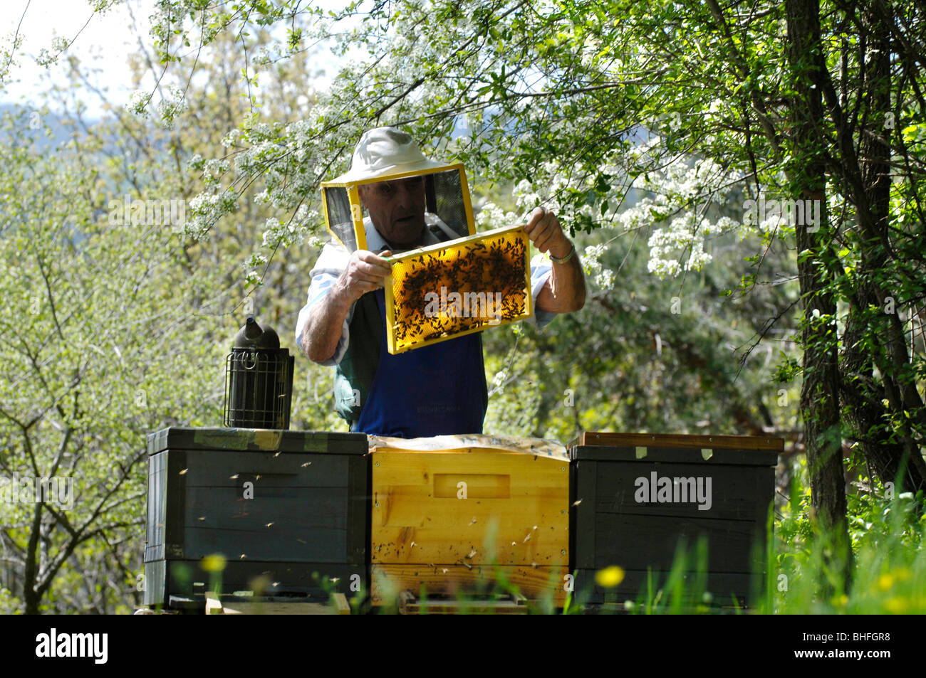 Beekeeper with honeycomb, Apiarist, Honey bees, South Tyrol, Italy ...
