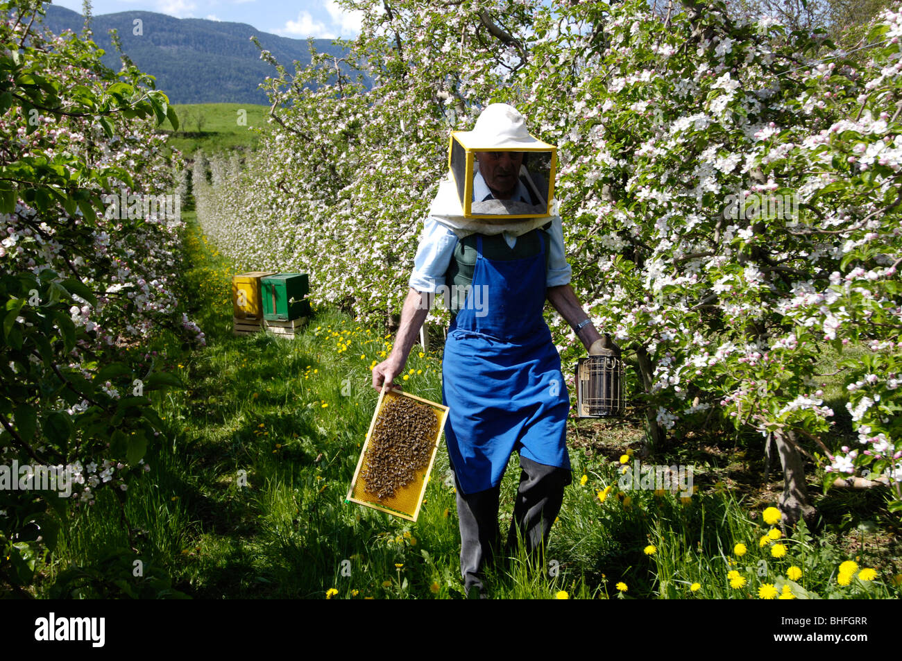 Beekeeper with honeycomb and smoker, Apiarist, Honey bees, South Tyrol ...
