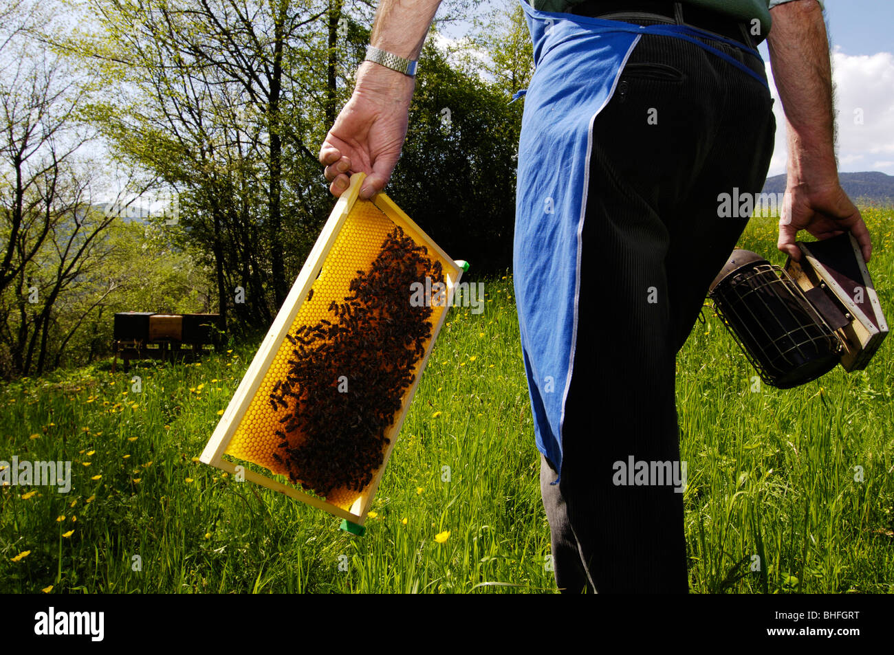 Honeycomb appearance hi-res stock photography and images - Alamy