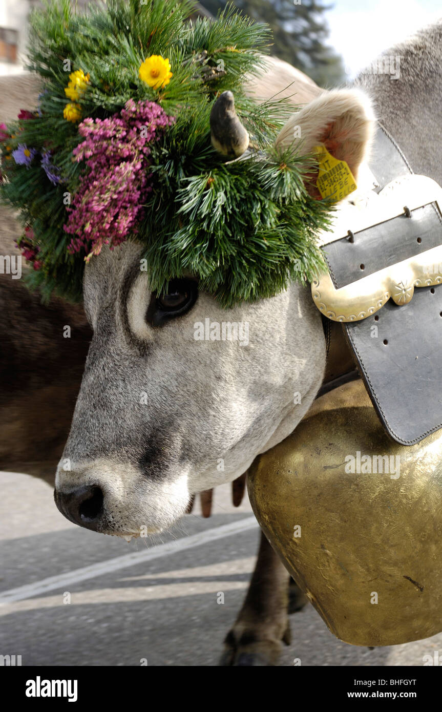 Cow with bell and flower decorations, returning to the valley from the ...