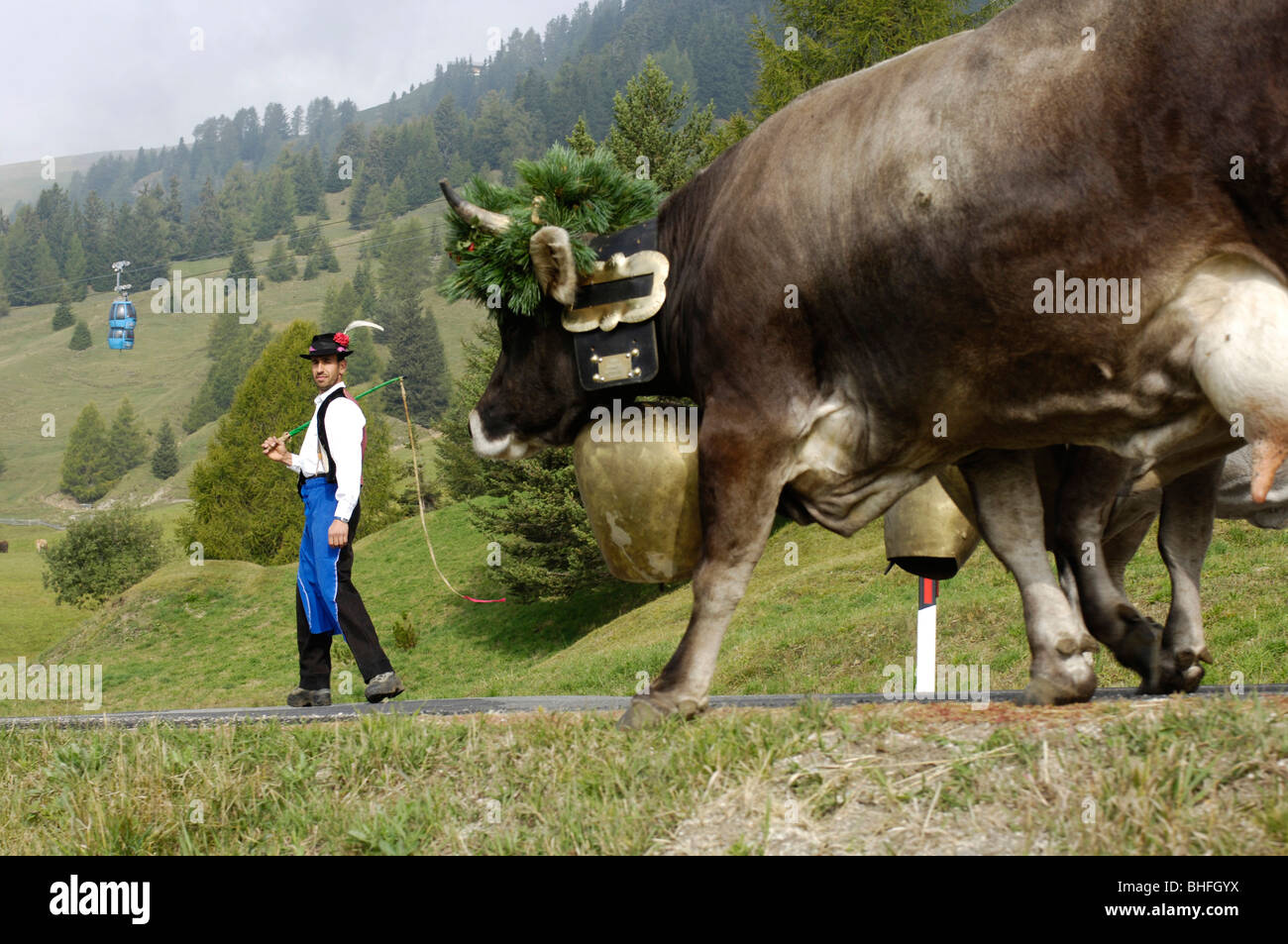 Cow with bell and flower decorations, returning to the valley from the ...