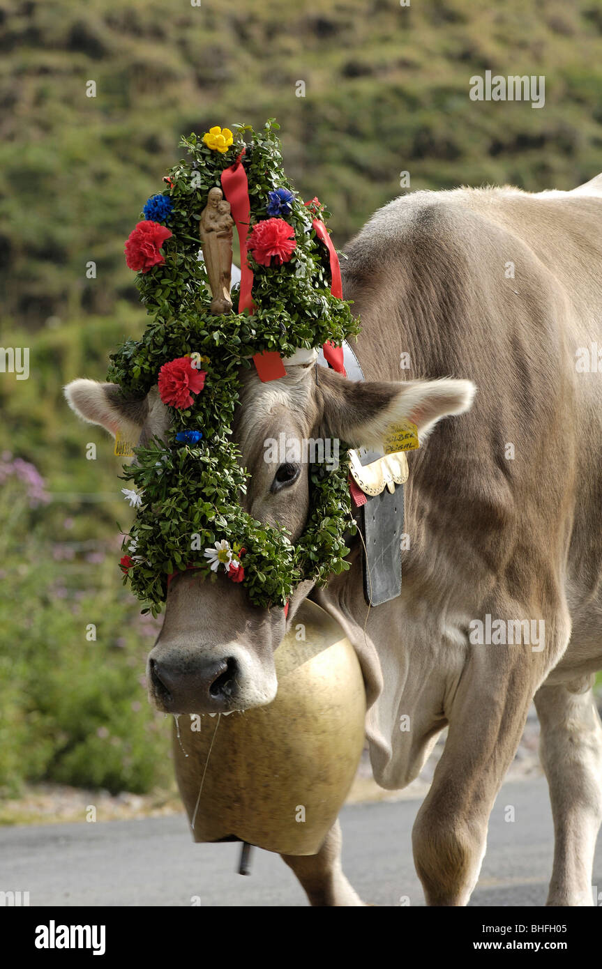 Cow with bell and flower decorations, returning to the valley from the ...