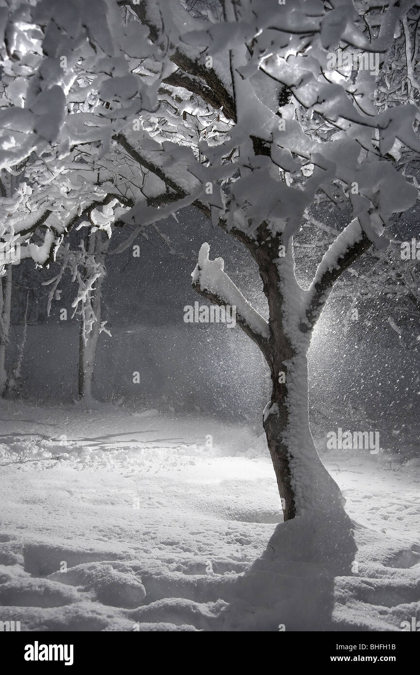 Dark tree snow hi-res stock photography and images - Alamy
