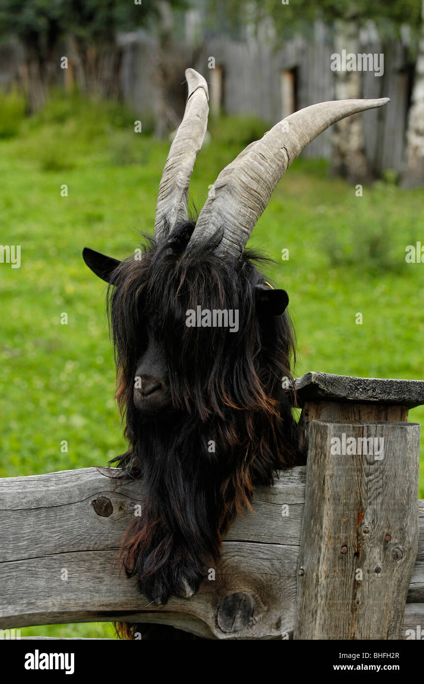 Domestic goat looking over fence hi-res stock photography and images ...