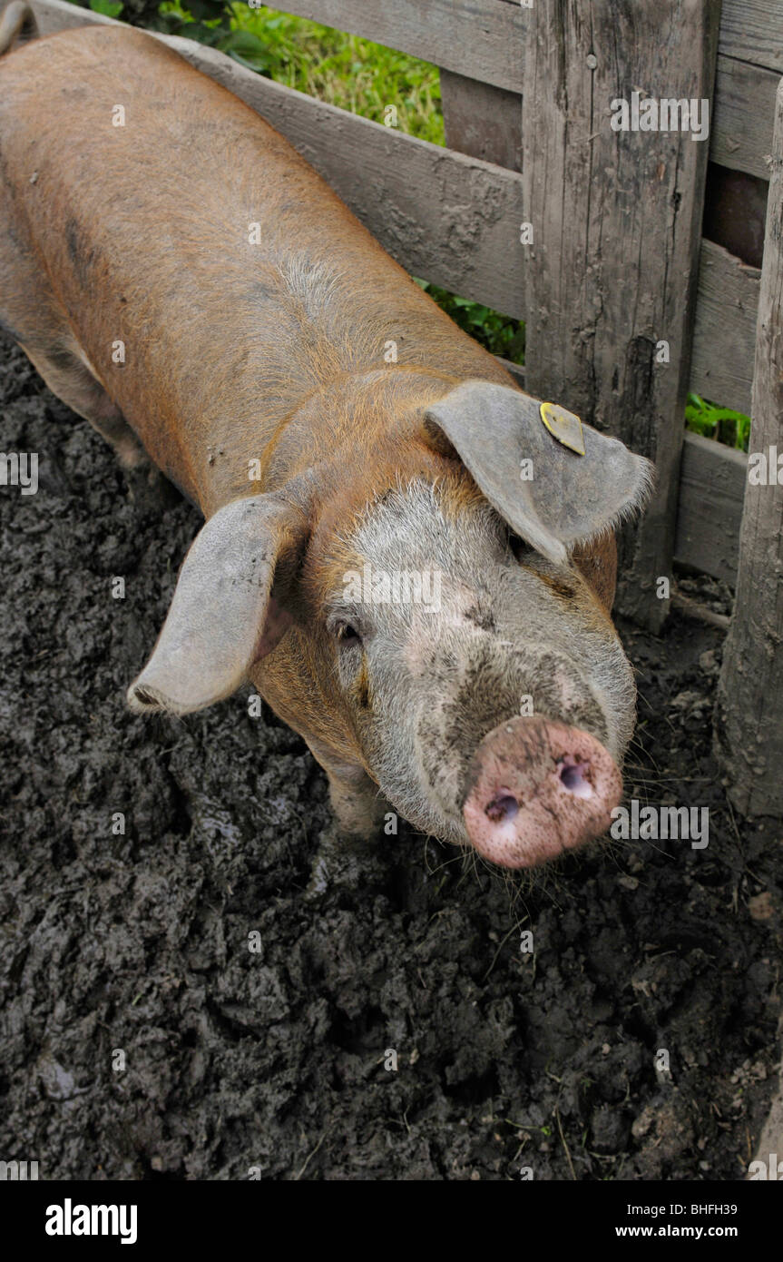 Pig in the pig sty, Animal breeding, Farm in the South Tyrolean local ...
