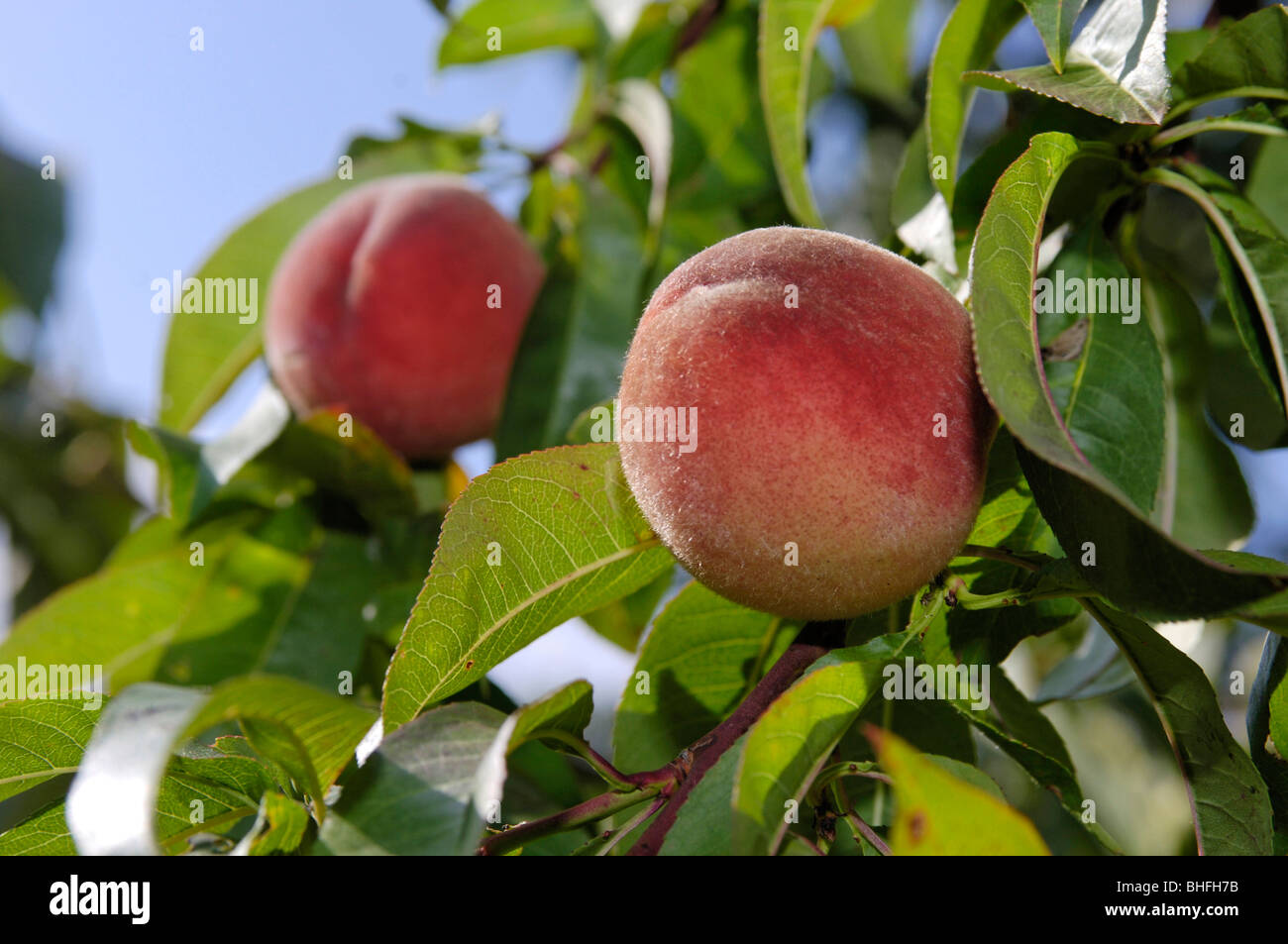 Fruit_farming hi-res stock photography and images - Alamy