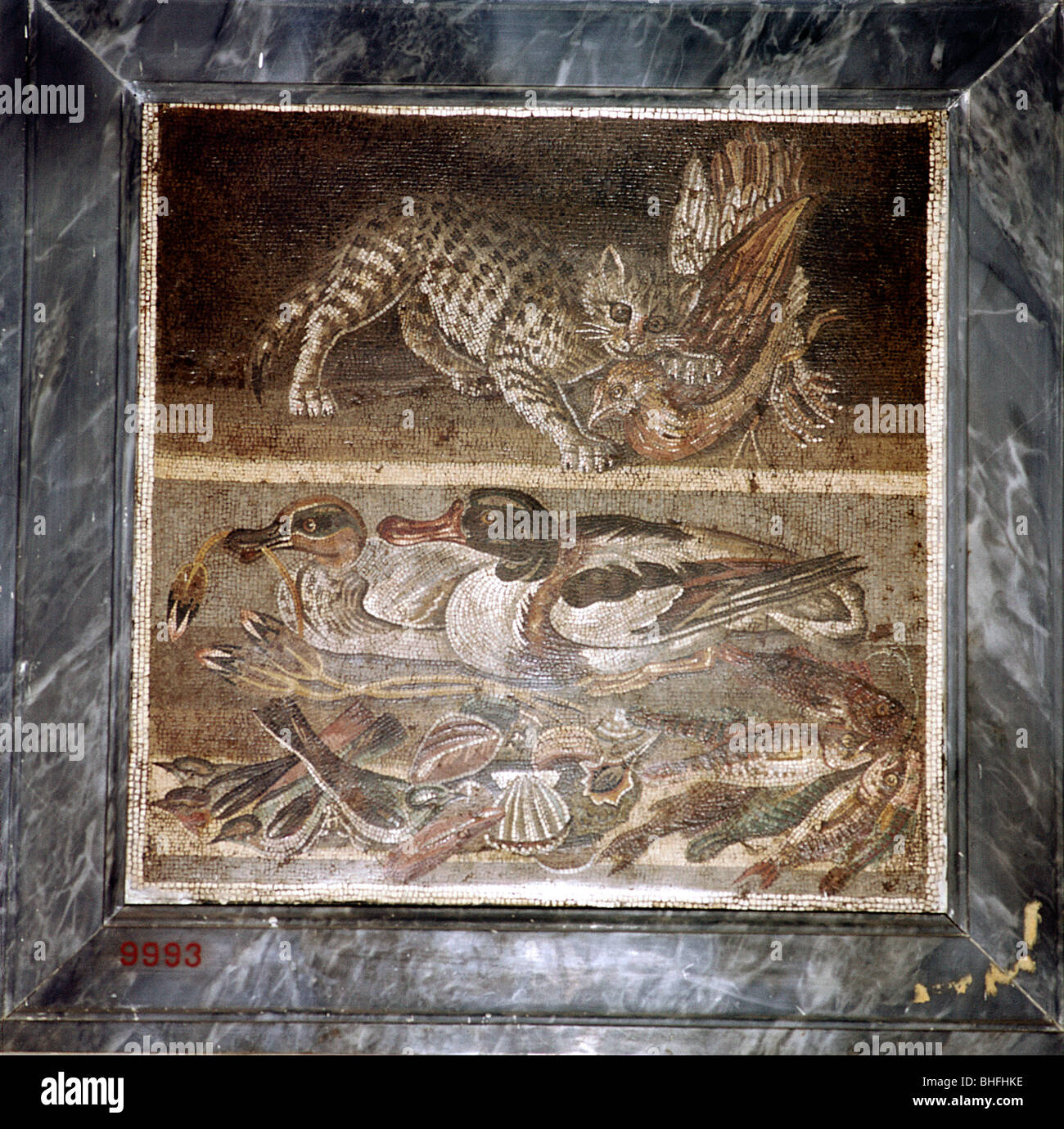 Cat mosaic roman hi-res stock photography and images - Alamy