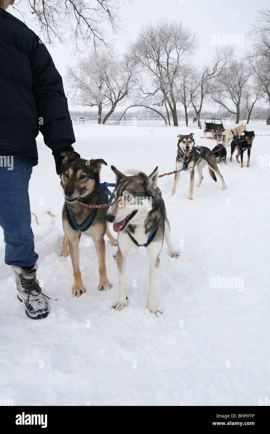 Sled dogs preparing to pull a dog sled Stock Photo - Alamy