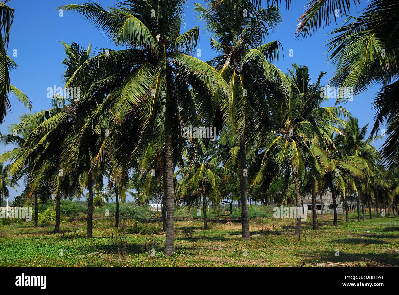 Palm trees of tamilnadu hi-res stock photography and images - Alamy