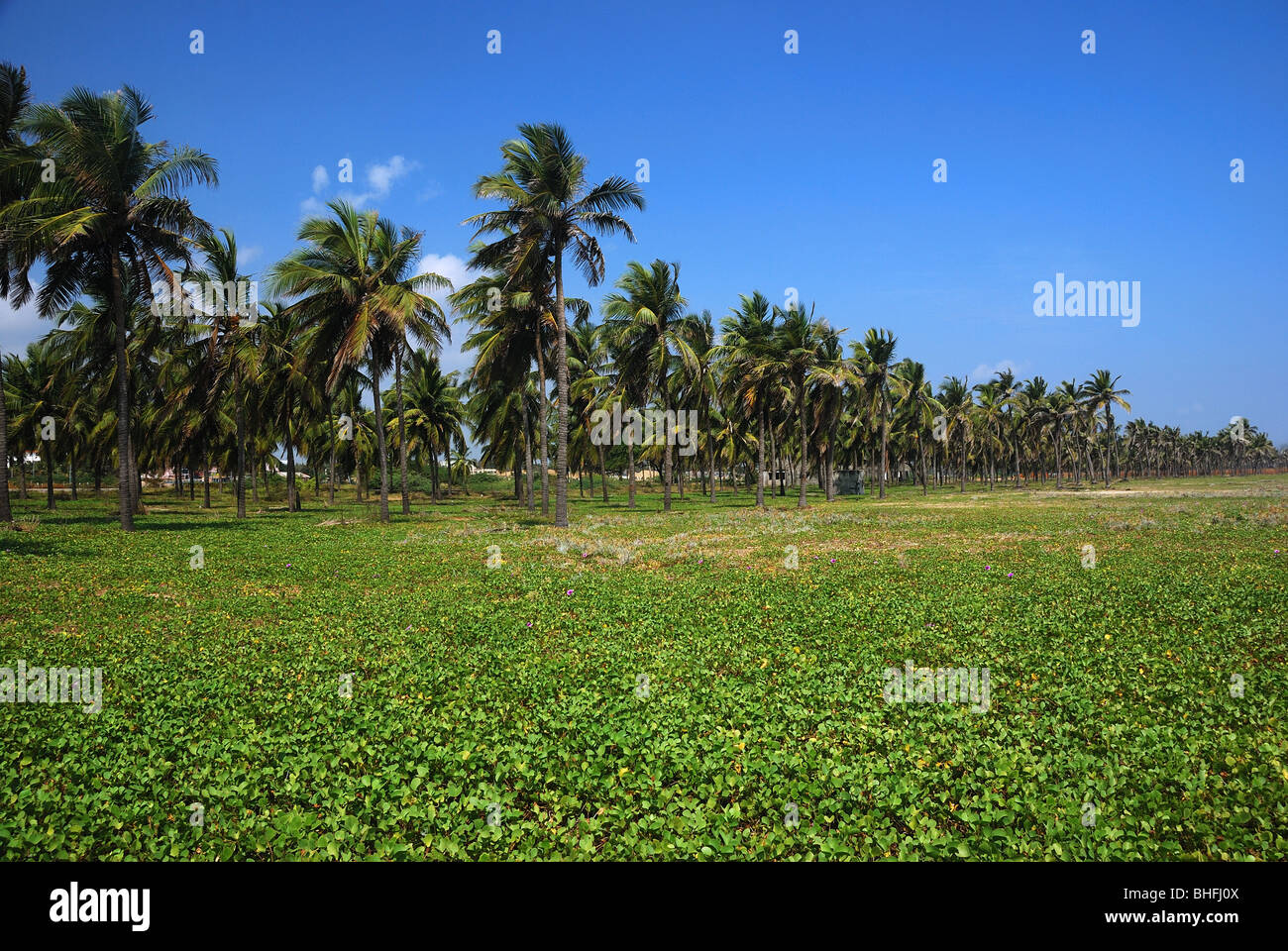 Chennai Beach Palm Trees Stock Photo - Alamy