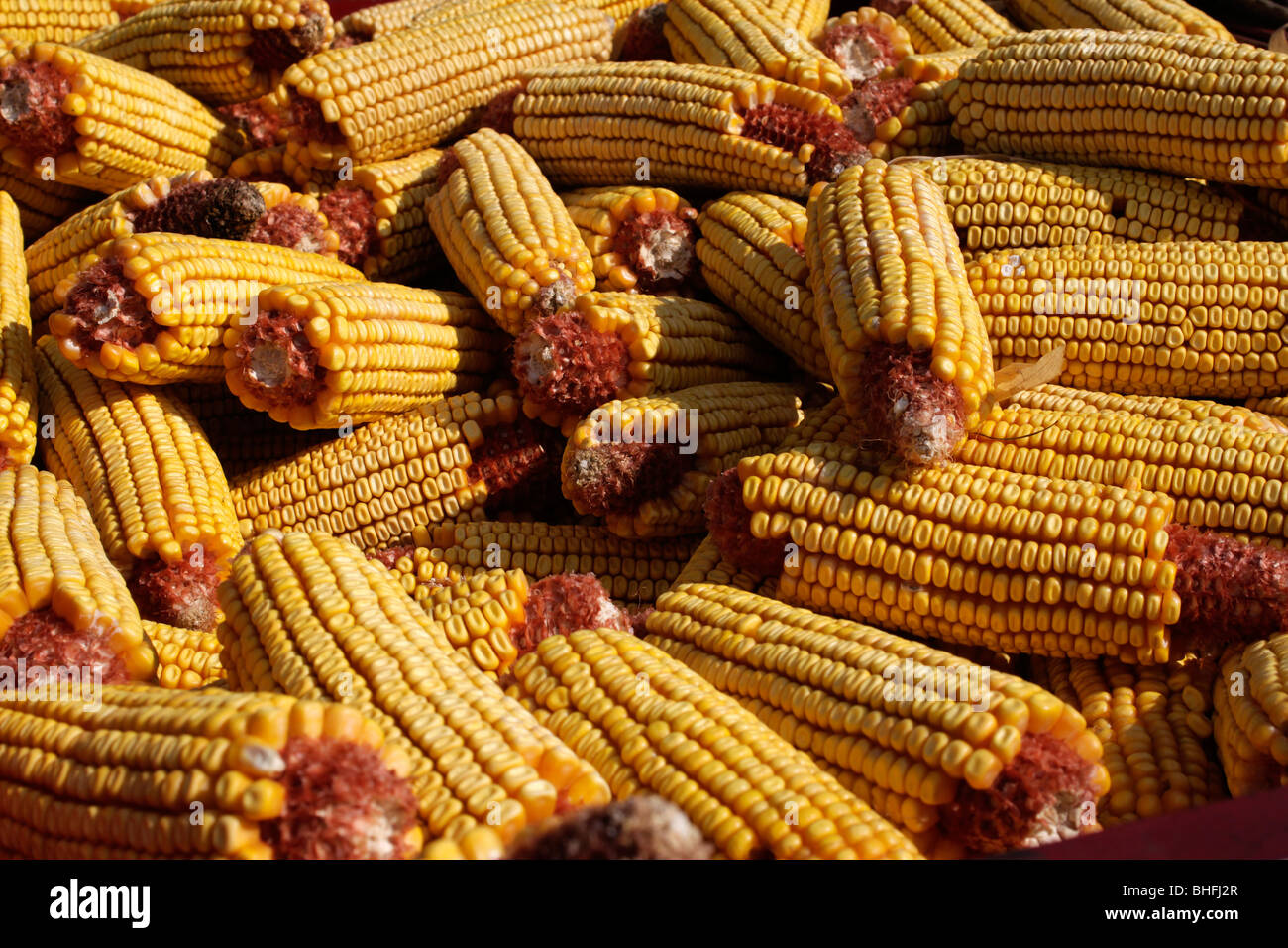 Wagon full of corn awaiting corn sheller Stock Photo - Alamy