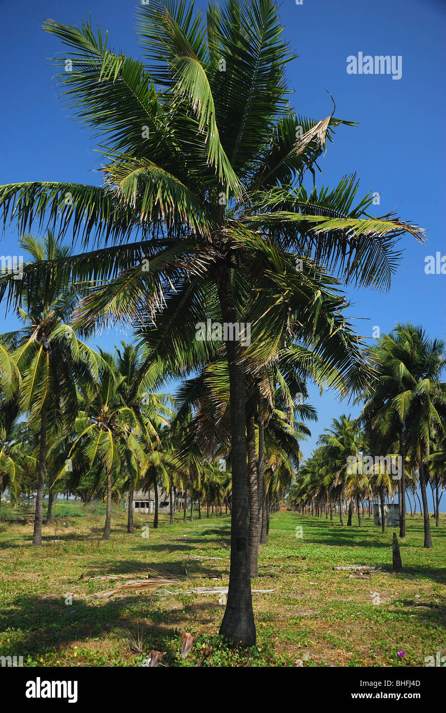 Chennai Beach Palm Trees Stock Photo - Alamy