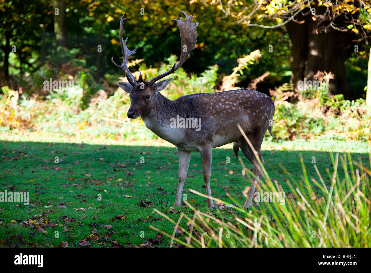 Fallow deer stag with antlers Stock Photo - Alamy