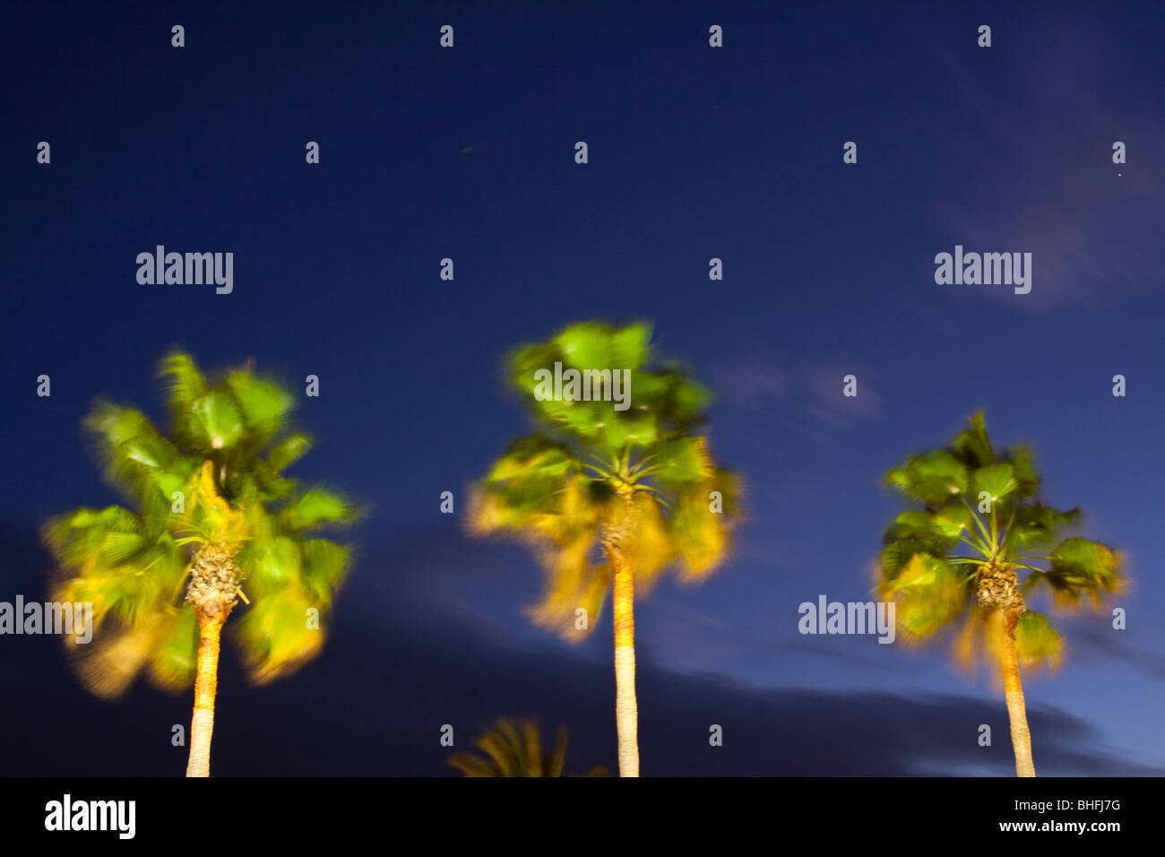3 palms hi-res stock photography and images - Alamy