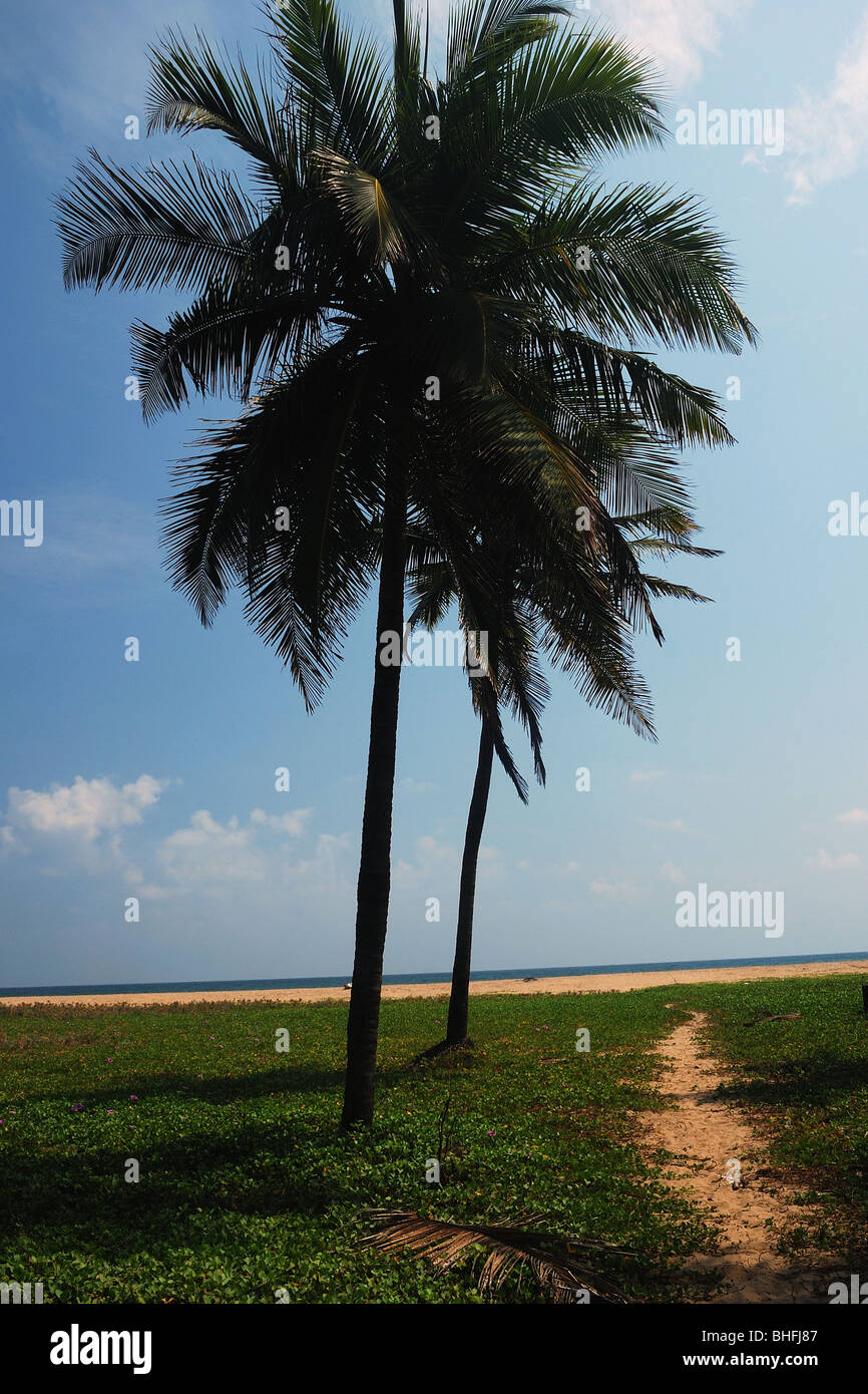 Chennai Beach Palm Trees Stock Photo - Alamy