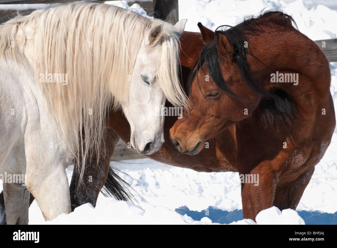 Mare and stallion mating hi-res stock photography and images - Alamy