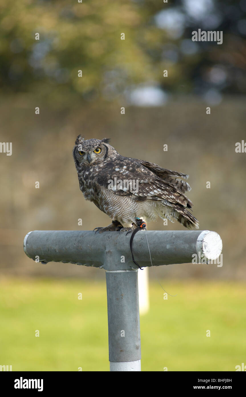 owl falconry display Stock Photo - Alamy