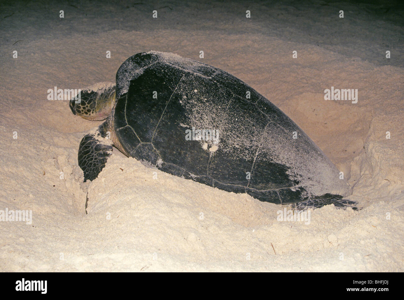 A female giant green sea turtle laying her eggs on a sandy beach in ...
