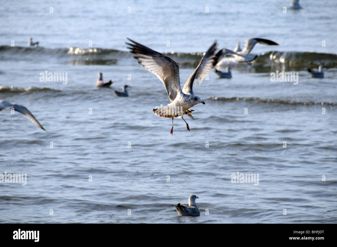 Herring Gulls in flight Stock Photo - Alamy