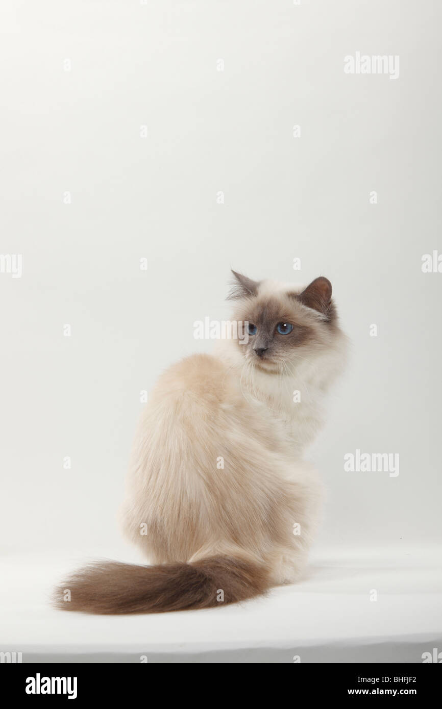 Sacred Cat of Birma, blue-point / Birman Stock Photo - Alamy