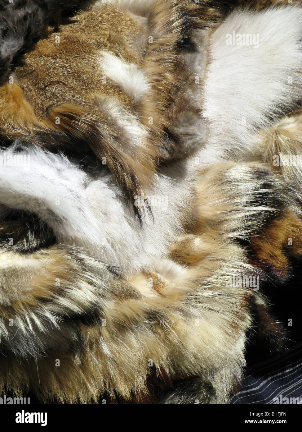 Animal fur coats hi-res stock photography and images - Alamy