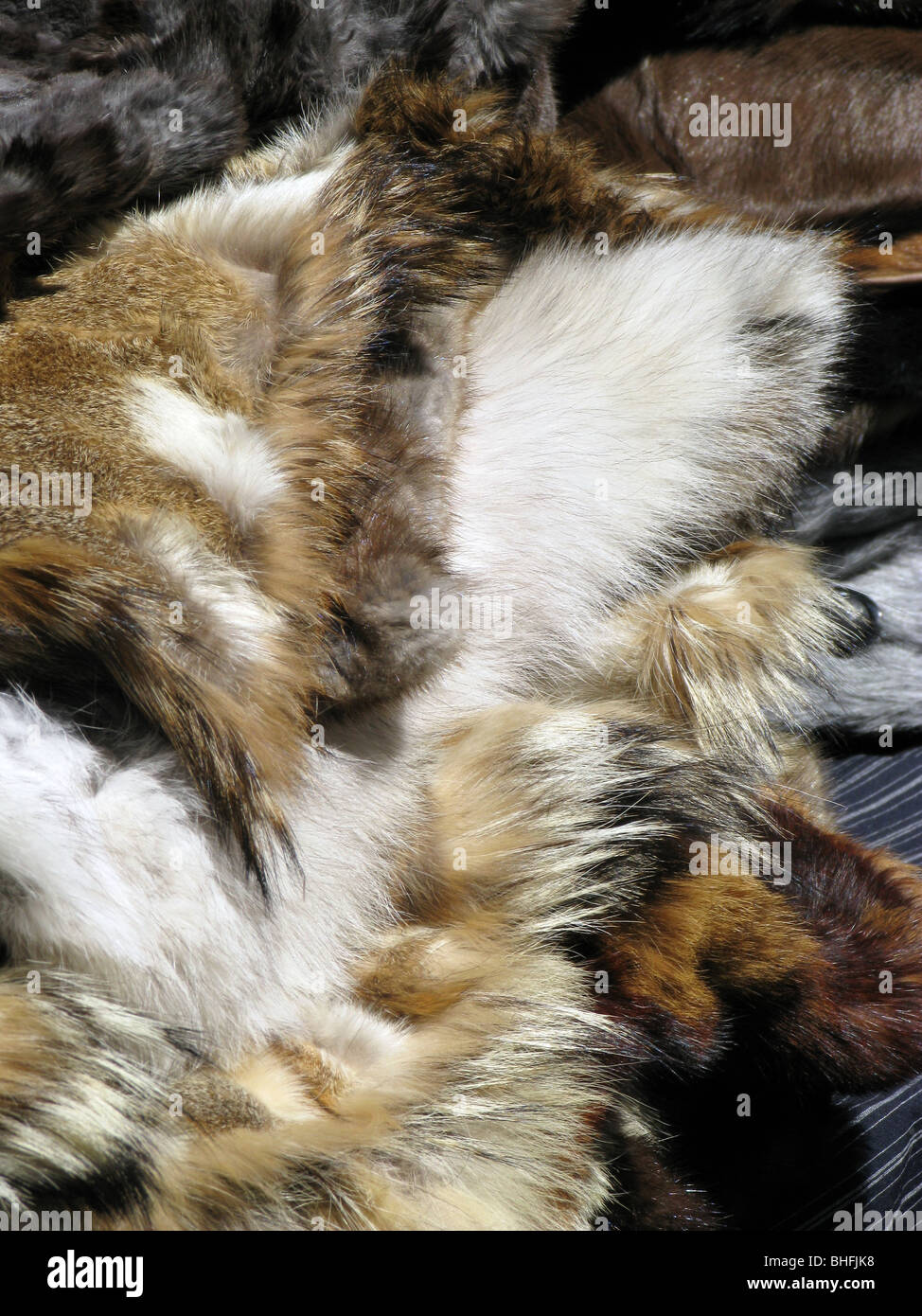 Animal sho hi-res stock photography and images - Alamy