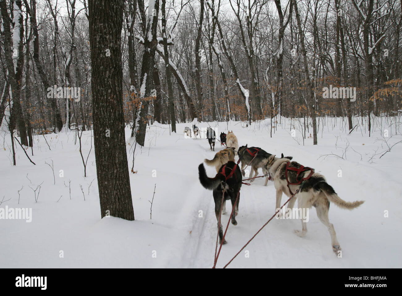 View of sled dogs from behind, pulling sled through a snowy forest ...