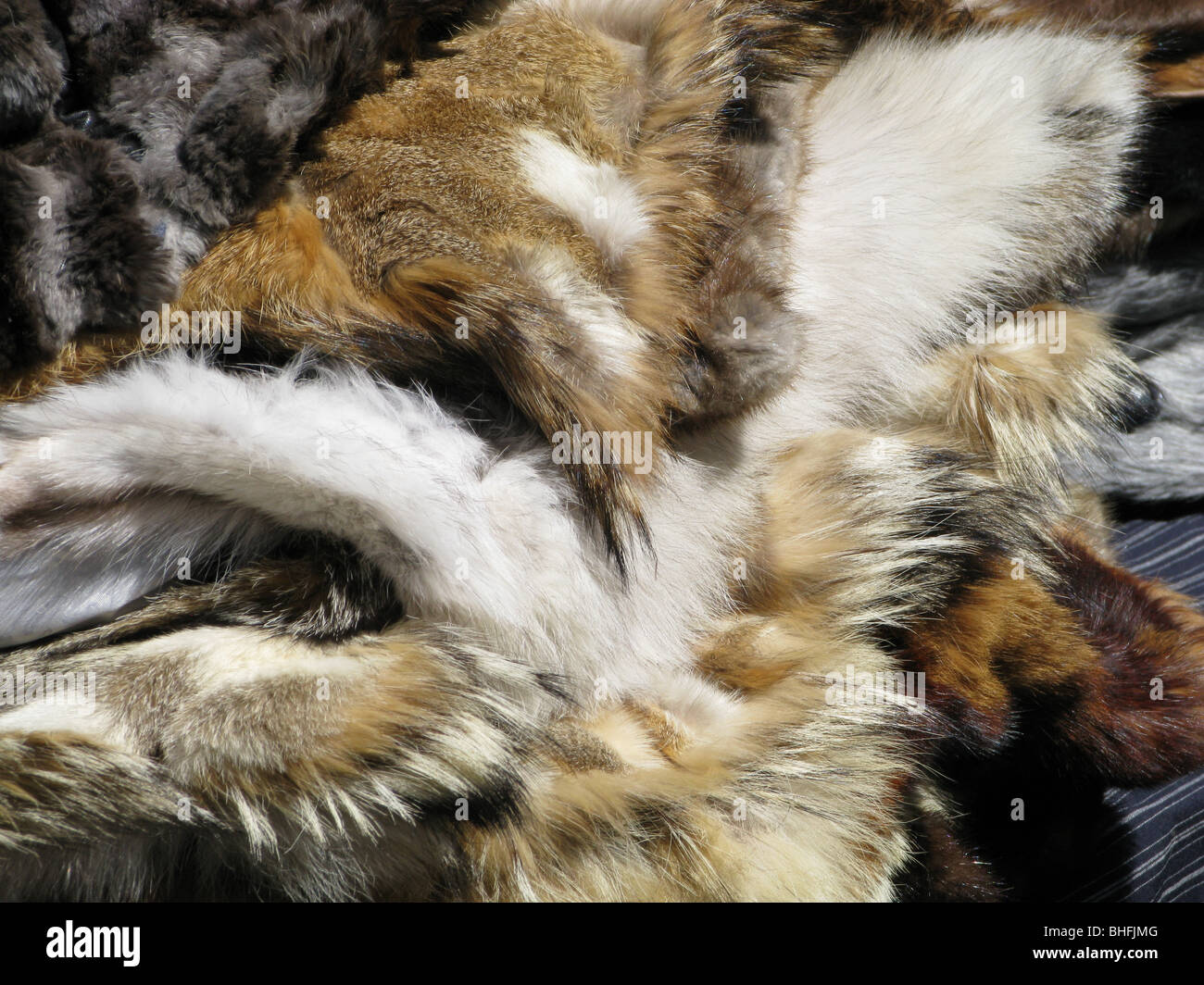 Animal fur coats hi-res stock photography and images - Alamy