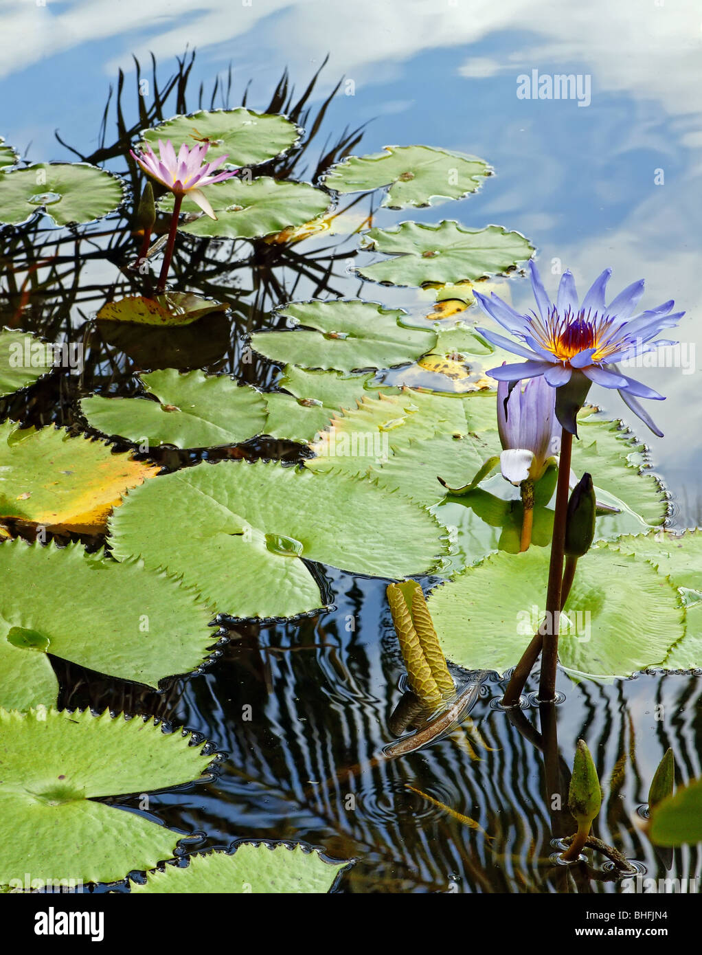 Lily pad insect hi-res stock photography and images - Alamy