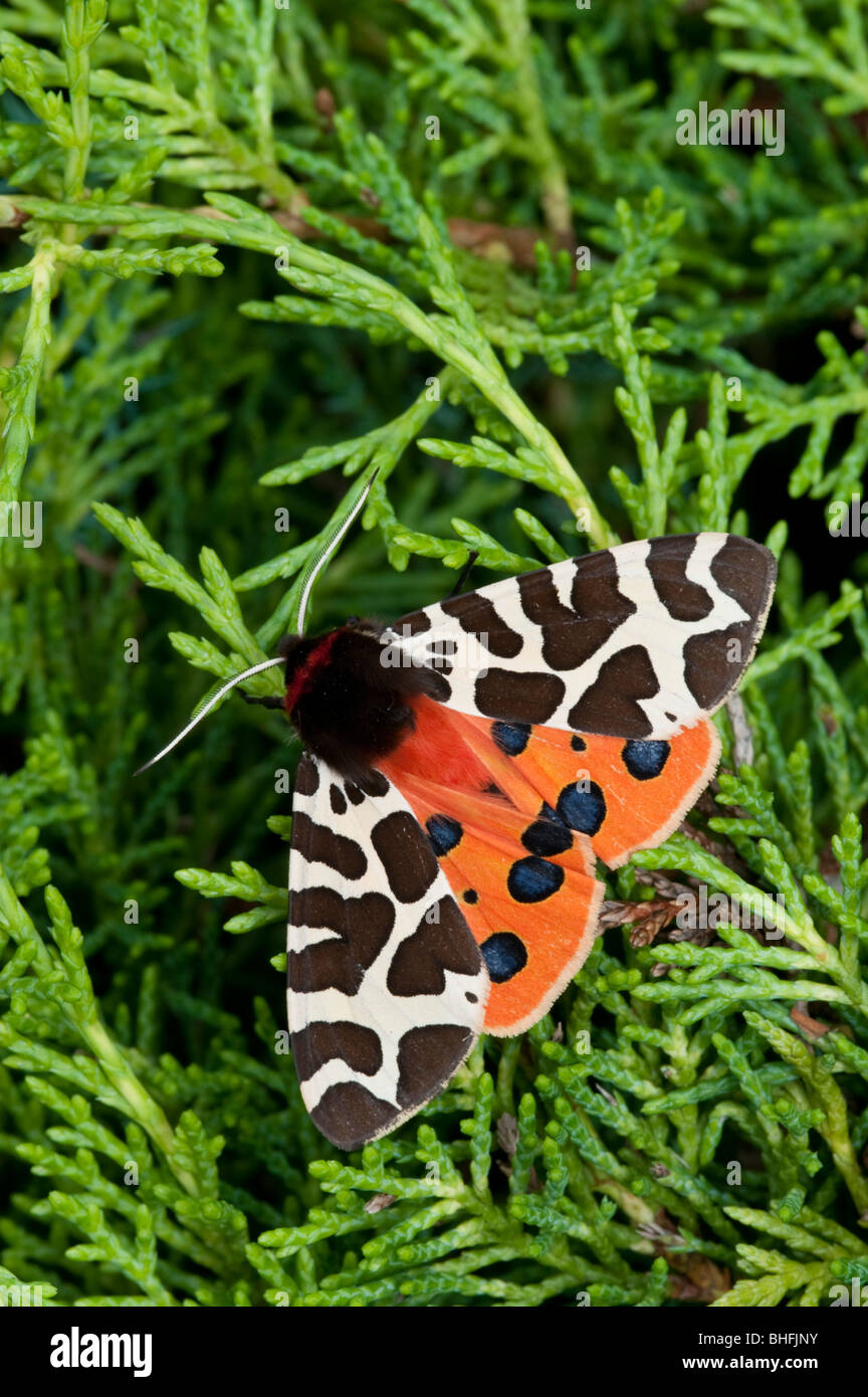 Garden Tiger (Arctia caja Stock Photo - Alamy